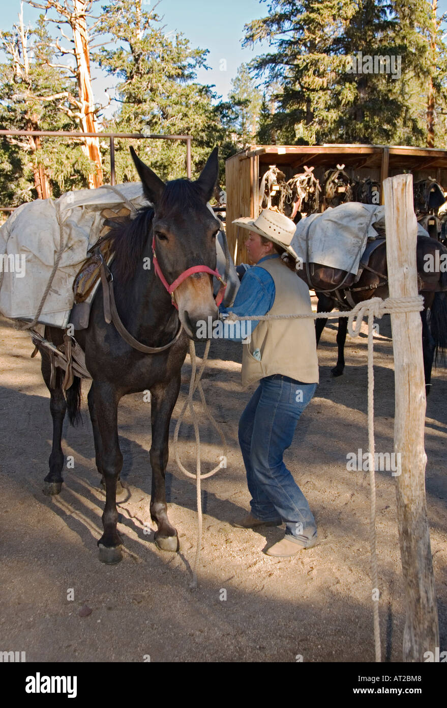 California Sierra Nevada Mountains female packer loading pack horse MR ...