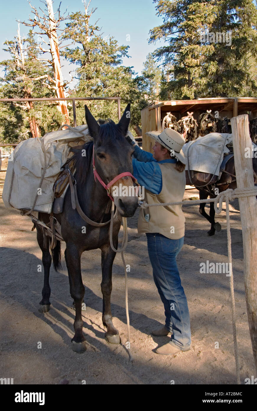 California Sierra Nevada Mountains female packer loading pack horse MR ...