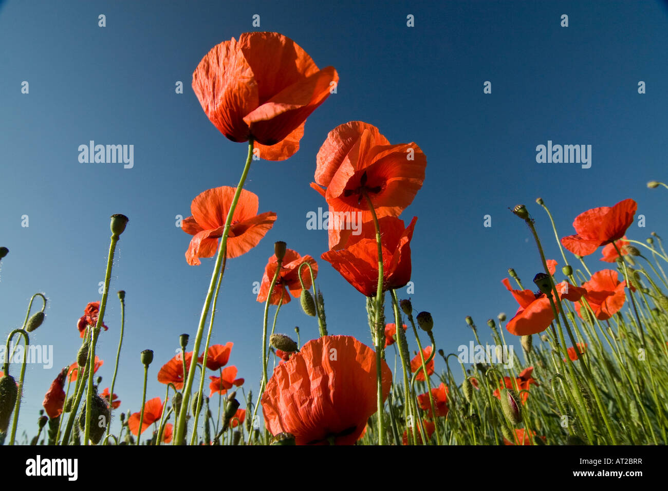 Red poppies Papaver rhoeas Stock Photo - Alamy