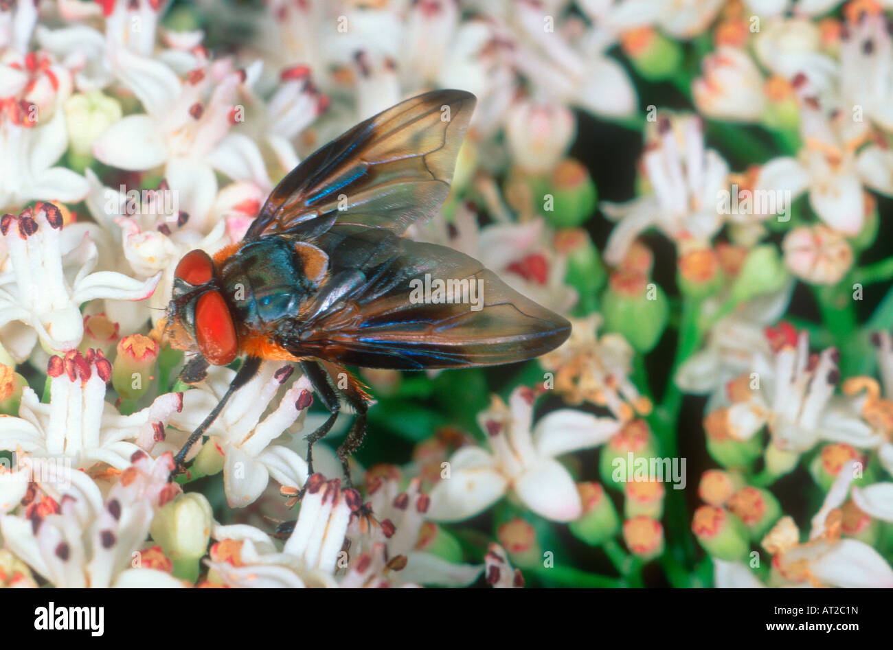 Hemiptera hi-res stock photography and images - Alamy
