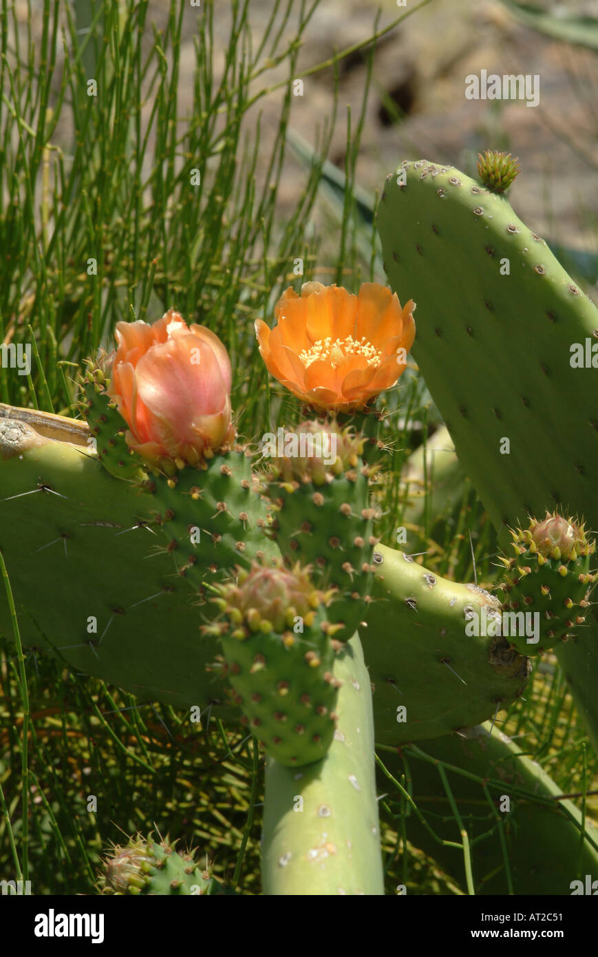 Engelmann Prickly Pear in Flower at Vila Nova de Milfontes Stock Photo ...