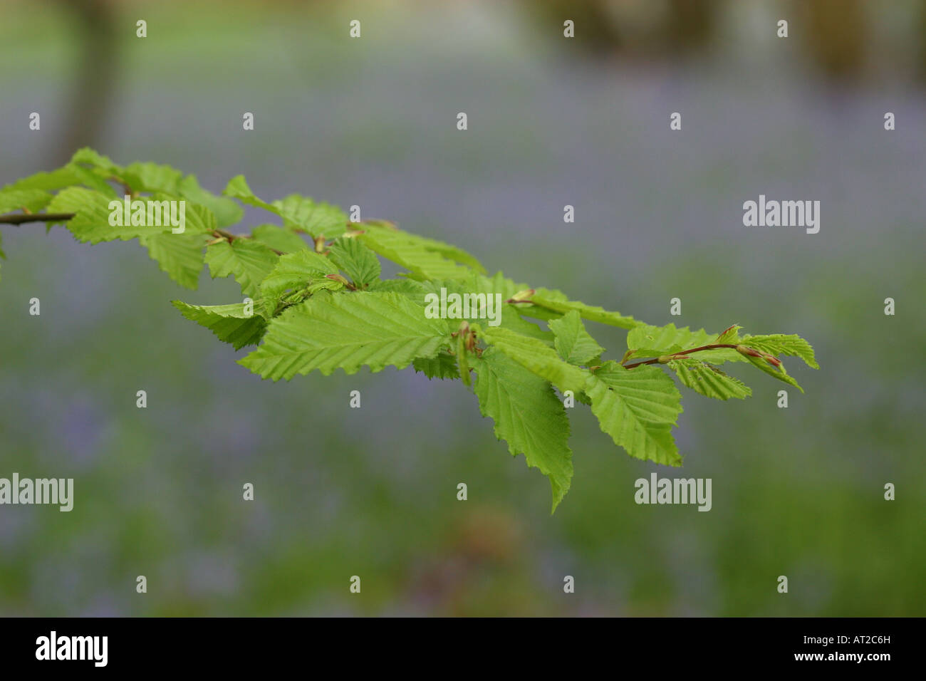 Bluebells wood hazel tree hi-res stock photography and images - Alamy