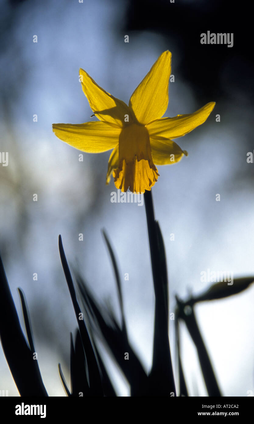 Yellow daff daffodil bulb spring hi-res stock photography and images ...