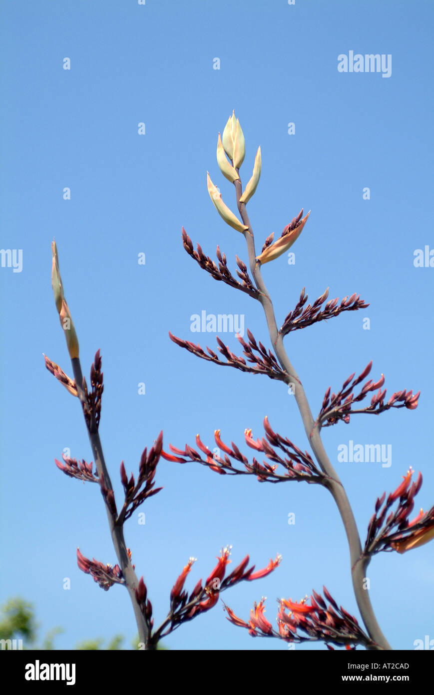 Agavaceae agavoideae asparagaceae hi-res stock photography and images ...