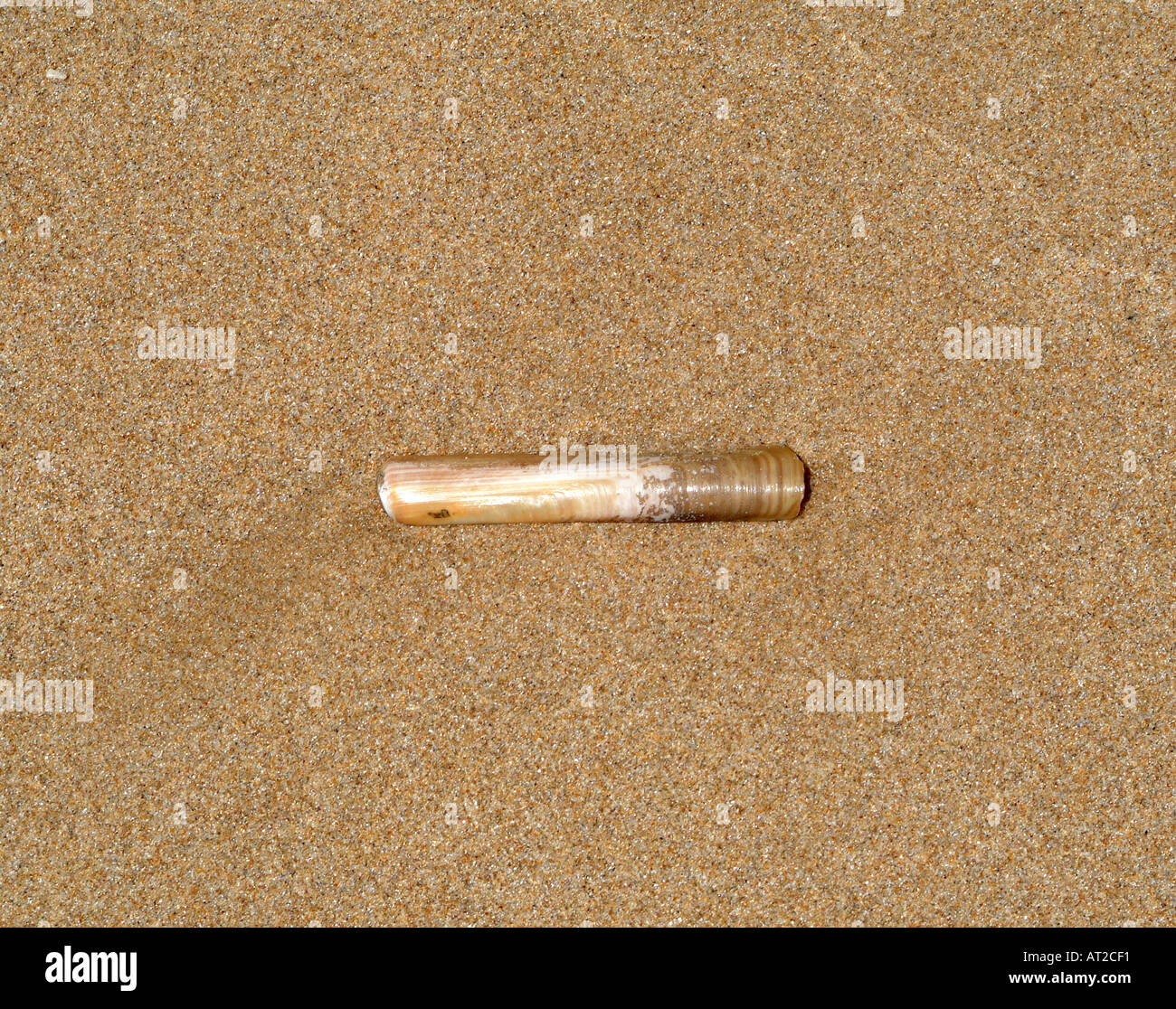 Razor clam burrow hi-res stock photography and images - Alamy