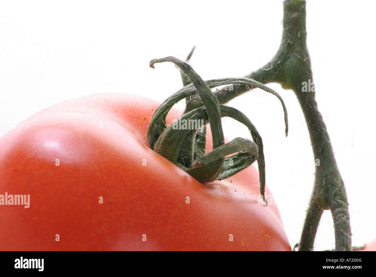 Tomato pips hi-res stock photography and images - Alamy
