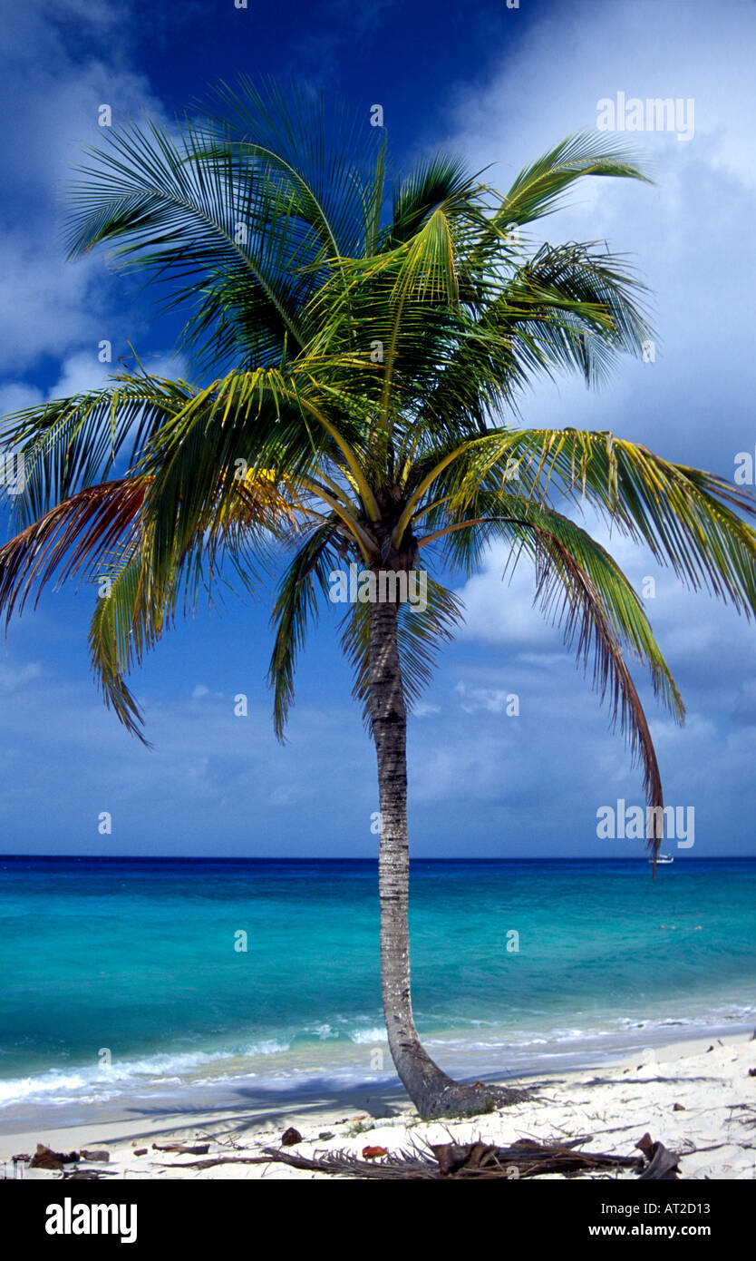 Palm tree on tropical beach Stock Photo - Alamy