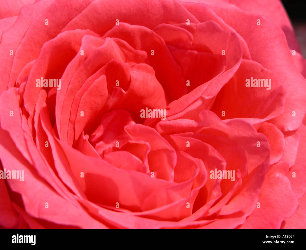 Key Largo rose Stock Photo - Alamy