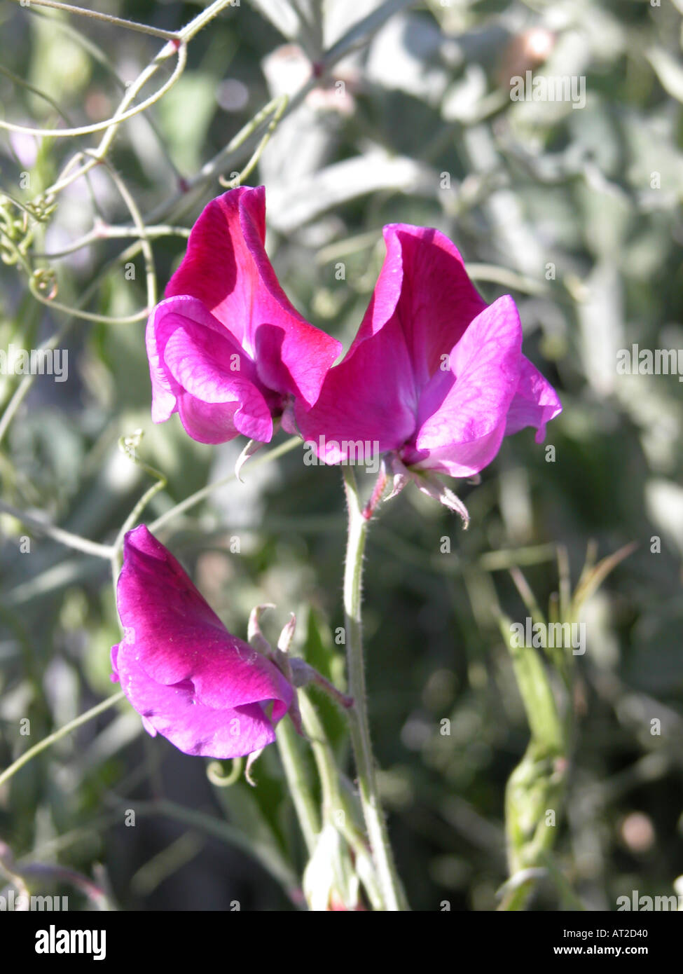 sweet peas lathyrus odoratus Stock Photo - Alamy