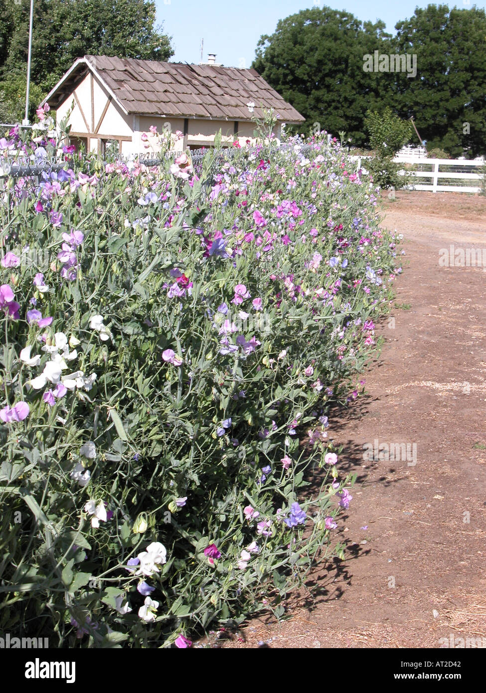 sweet peas lathyrus odoratus Stock Photo - Alamy