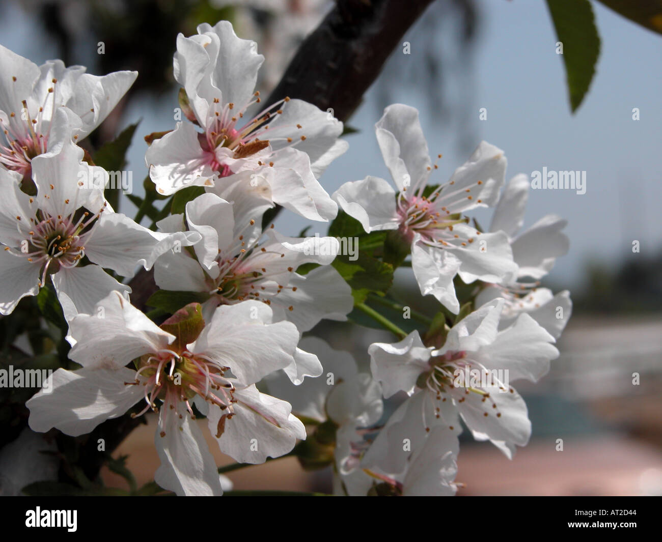Cherry tree california orchard hi-res stock photography and images - Alamy
