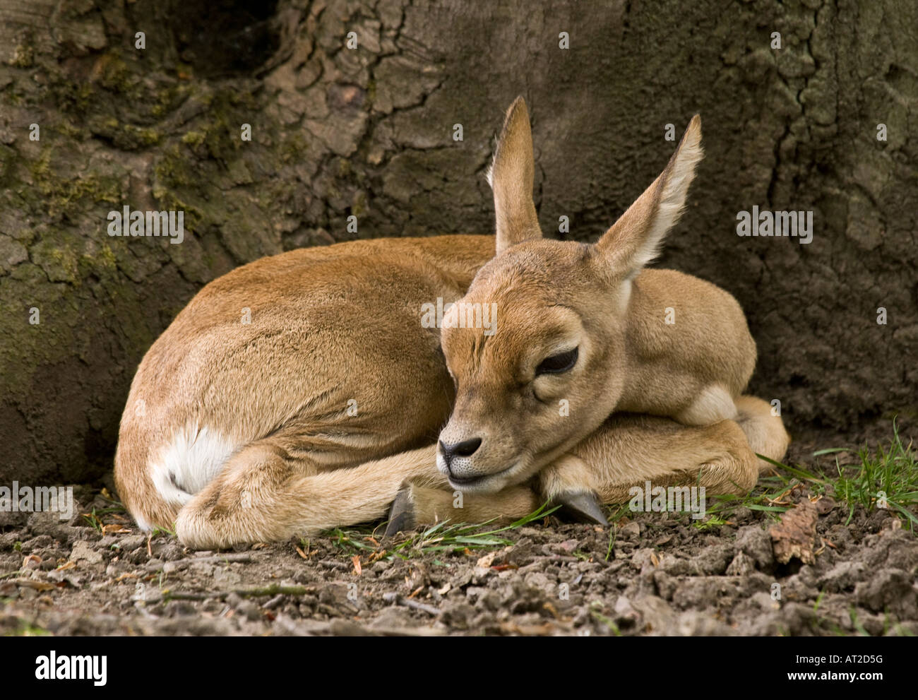 Blackbuck Antelope Baby