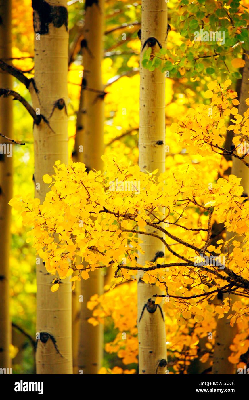 Aspen Trees along Highway 82 from Twin Lakes to Aspen, White River ...