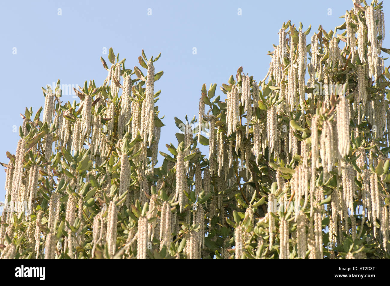 Garryia eleptica tree showing catkins in Febuary Stock Photo - Alamy