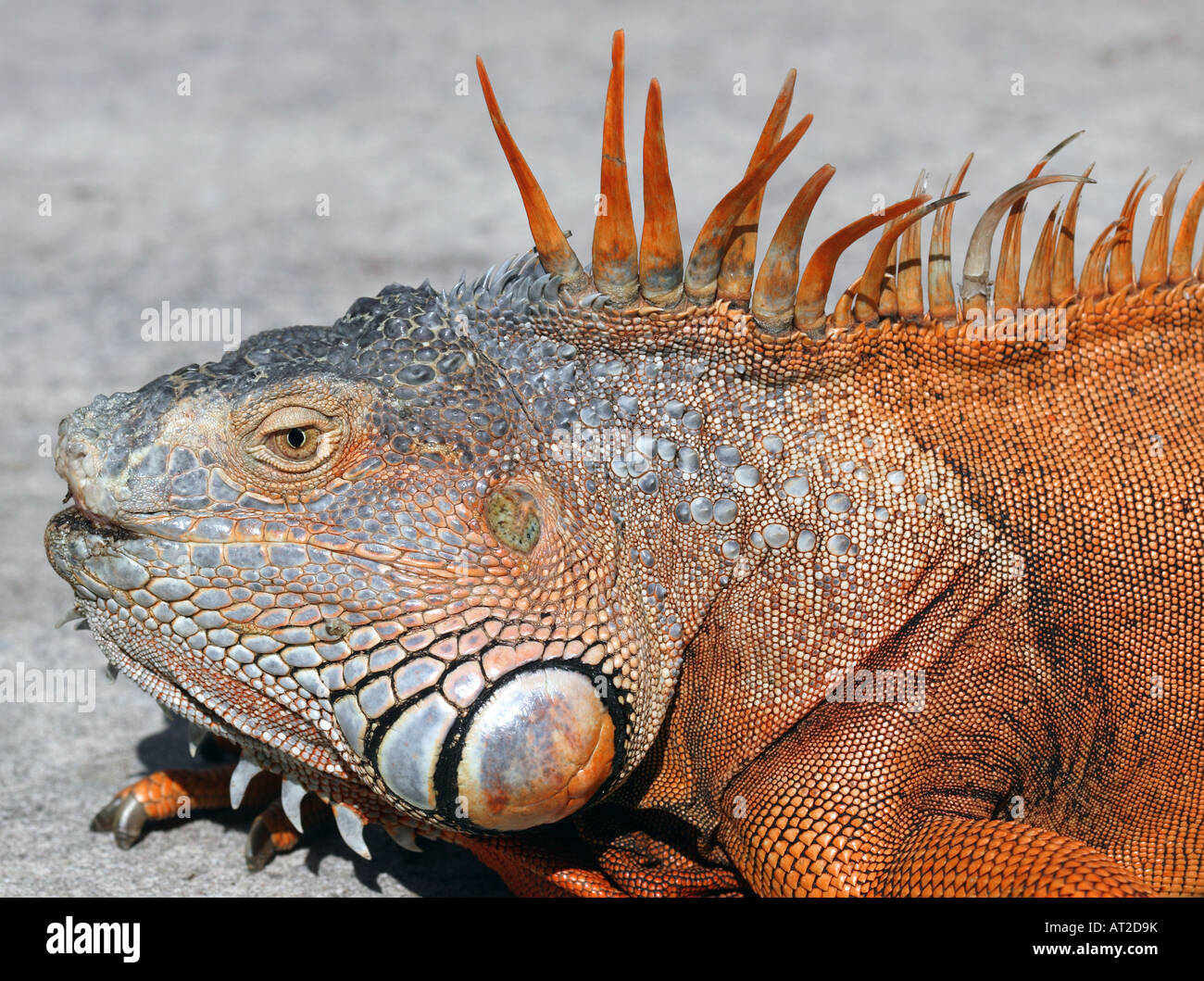Green dragon ridge High Resolution Stock Photography and Images - Alamy