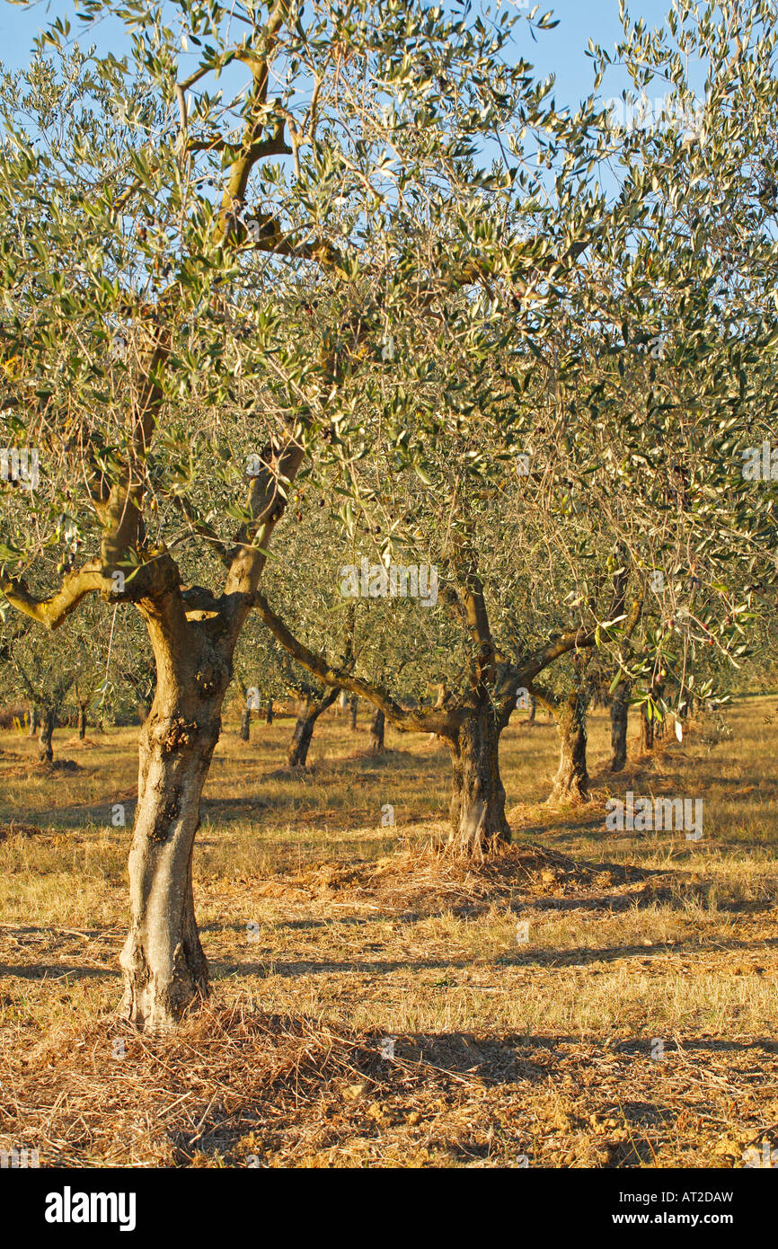 Olive trees, Italy Stock Photo - Alamy