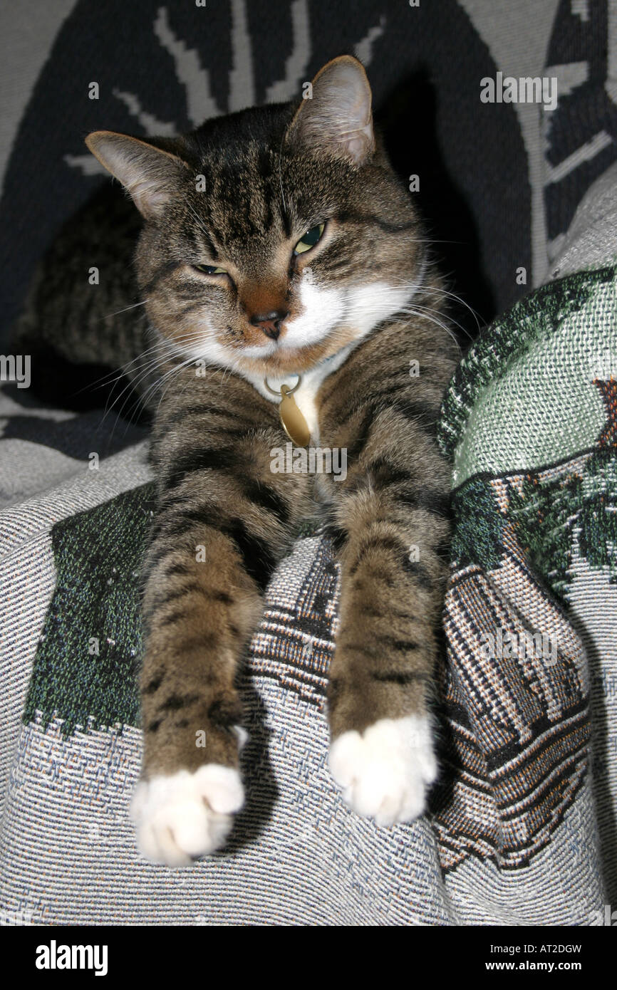 The cat that got the cream Stock Photo - Alamy