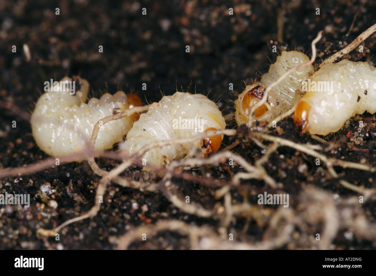 Vine weevil grub larva otiorhynchus hi-res stock photography and images ...