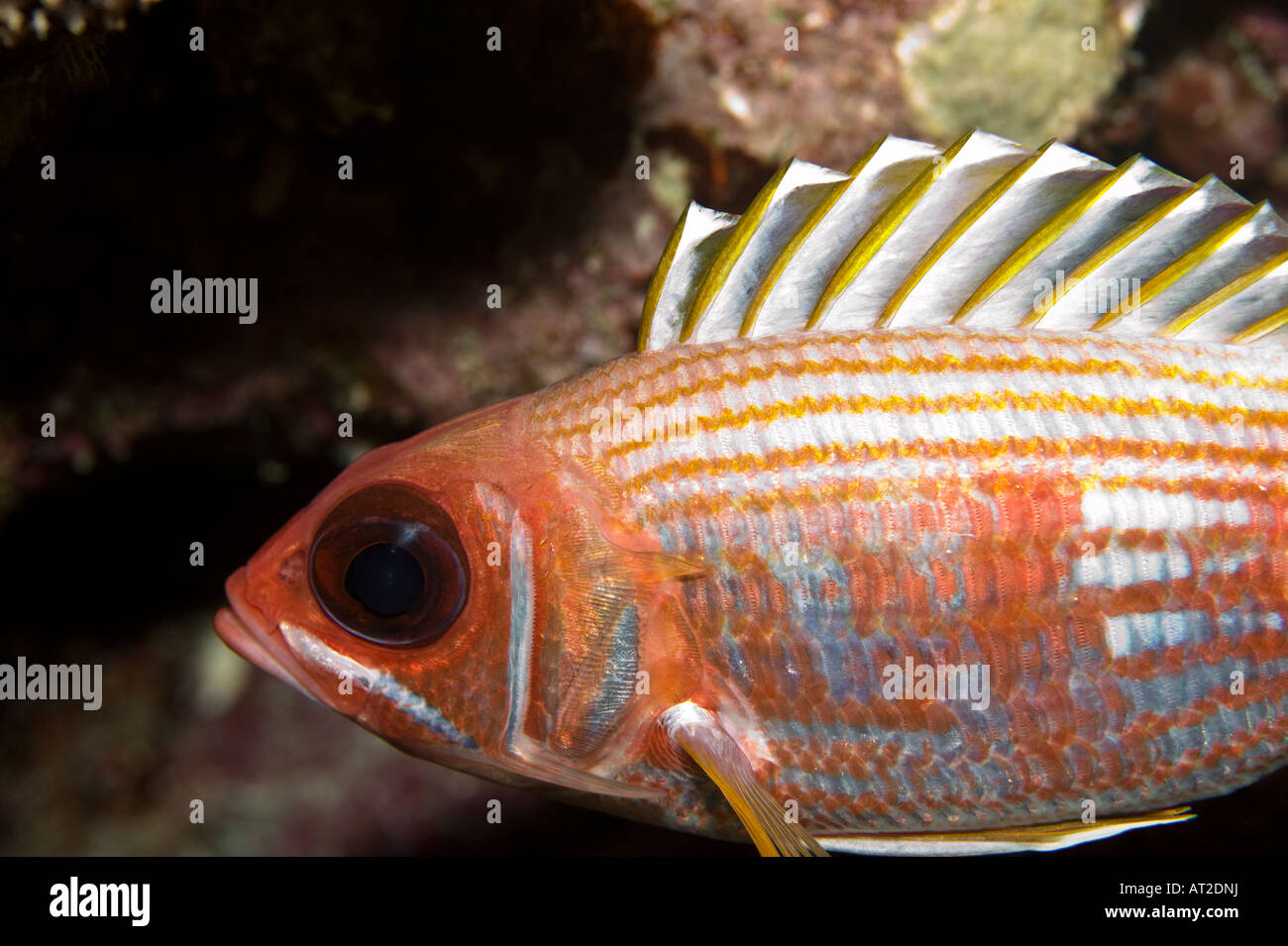 Marianus High Resolution Stock Photography and Images - Alamy