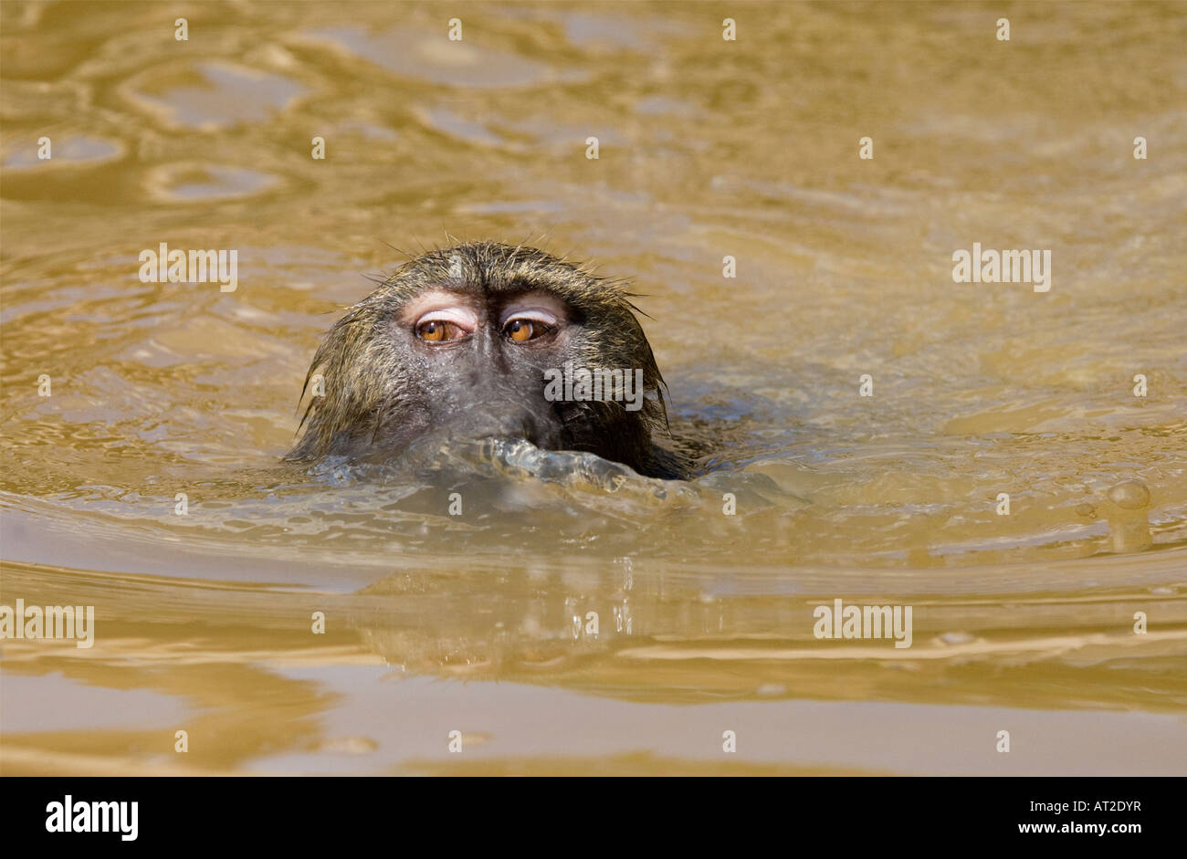 Babbon hi-res stock photography and images - Alamy