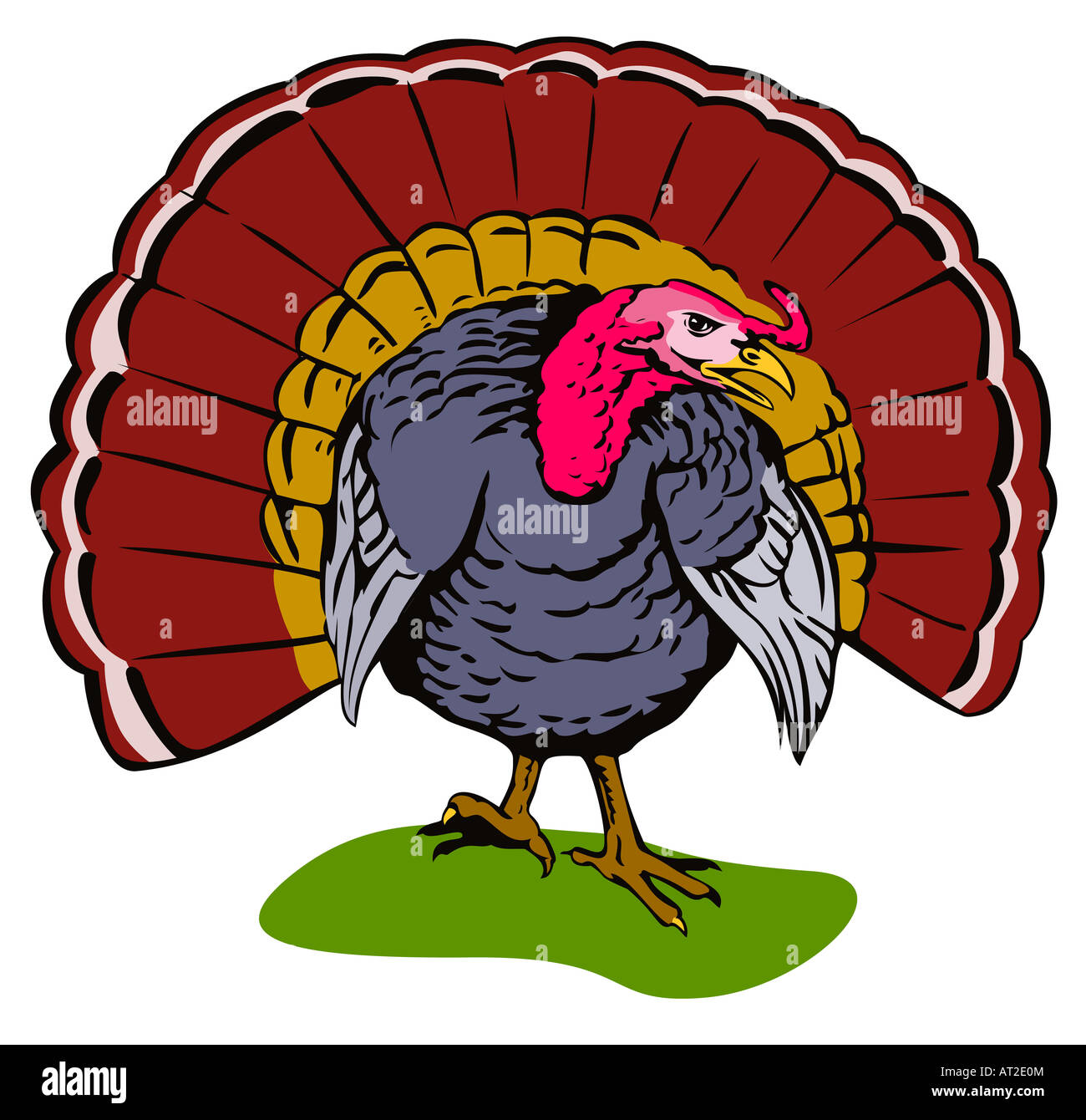 Wild turkey front view Stock Photo - Alamy