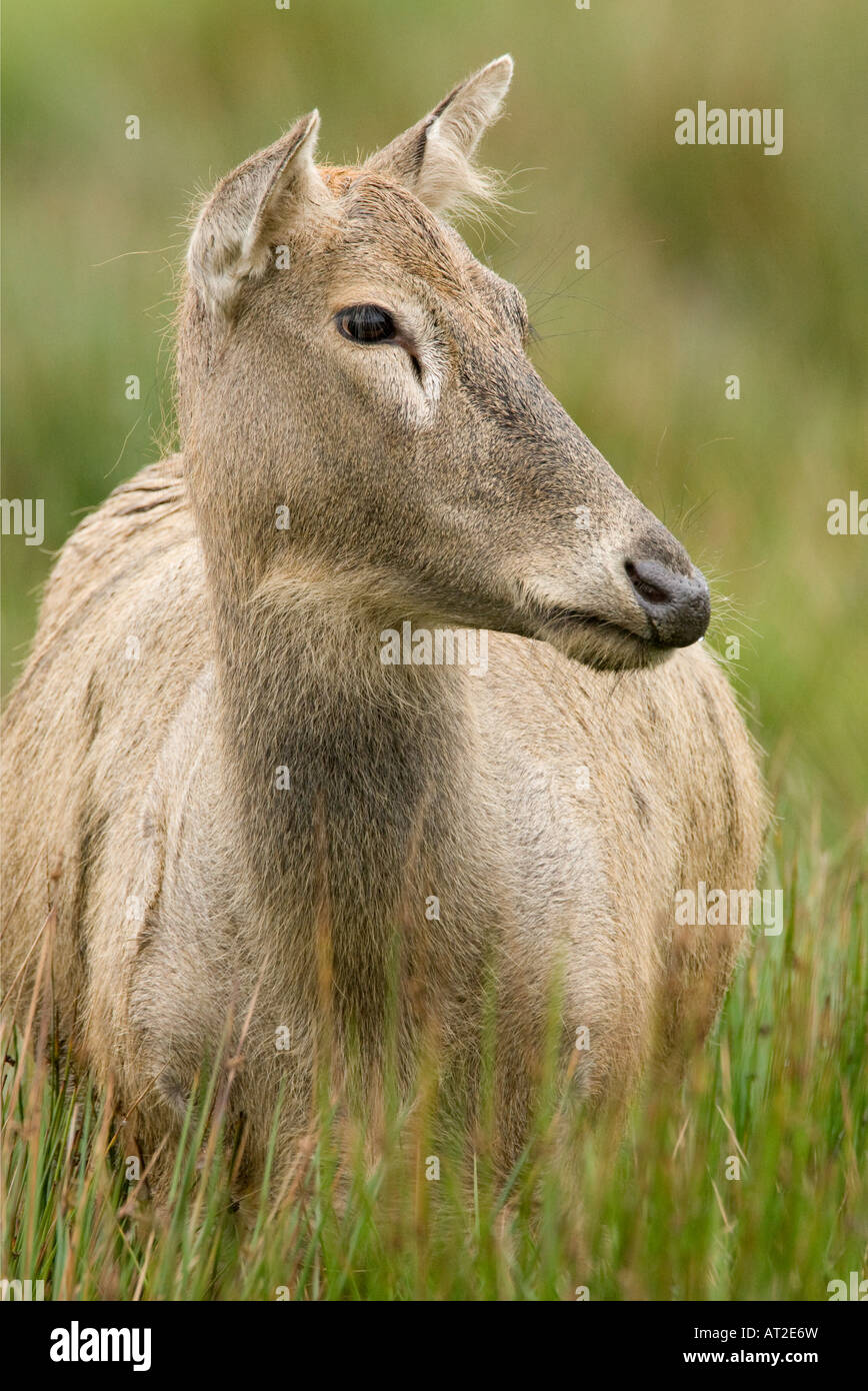 Pere Davids deer Elaphurus davidianus Stock Photo - Alamy