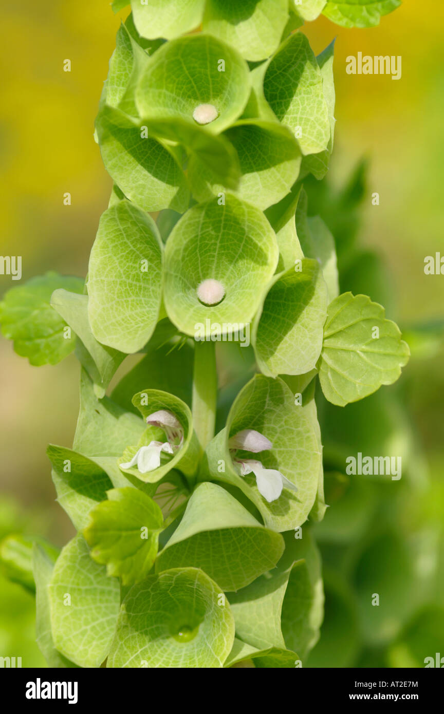 Moluccella hi-res stock photography and images - Alamy