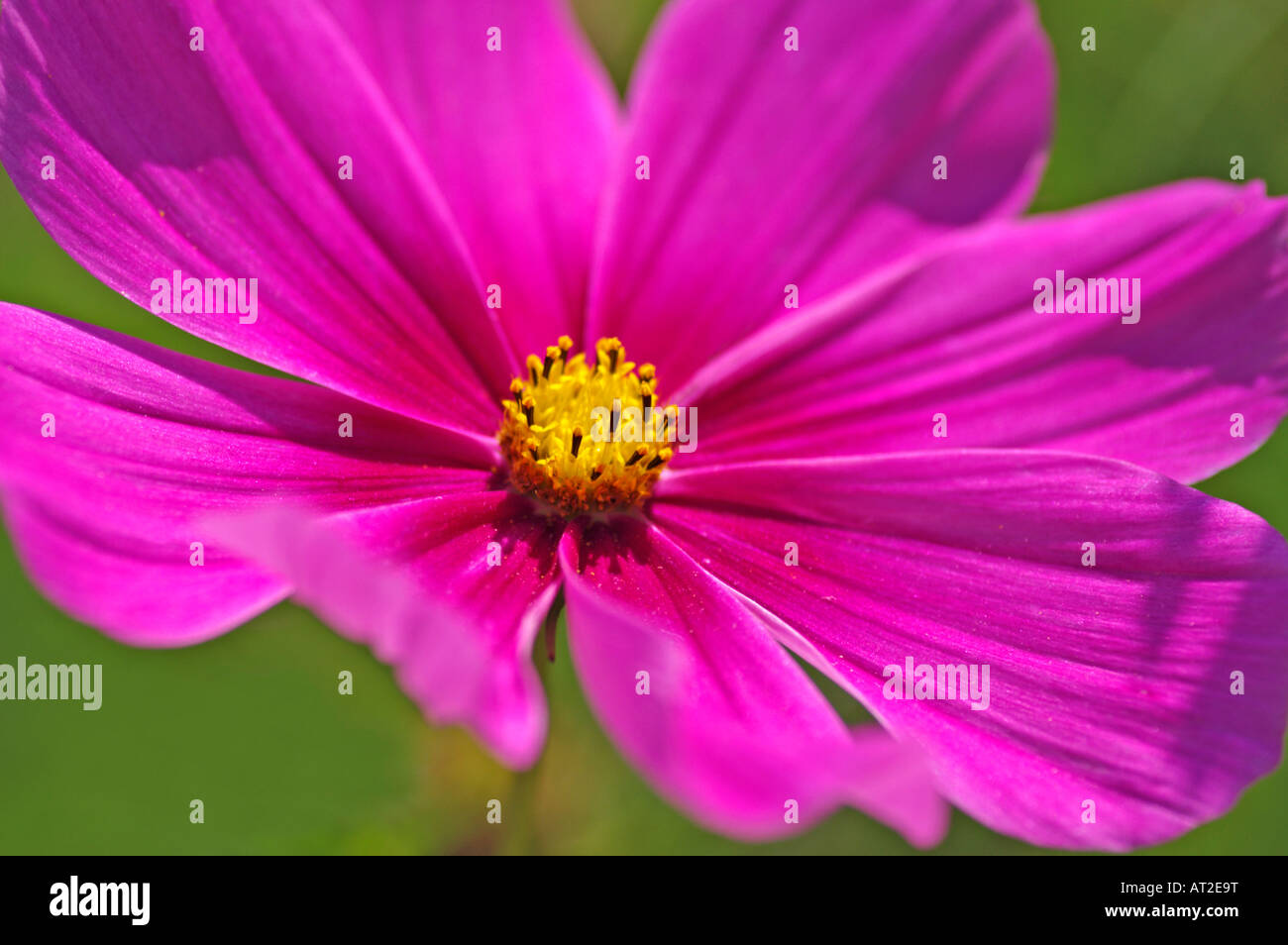 Cosmos bipinnatus picotee hi-res stock photography and images - Alamy