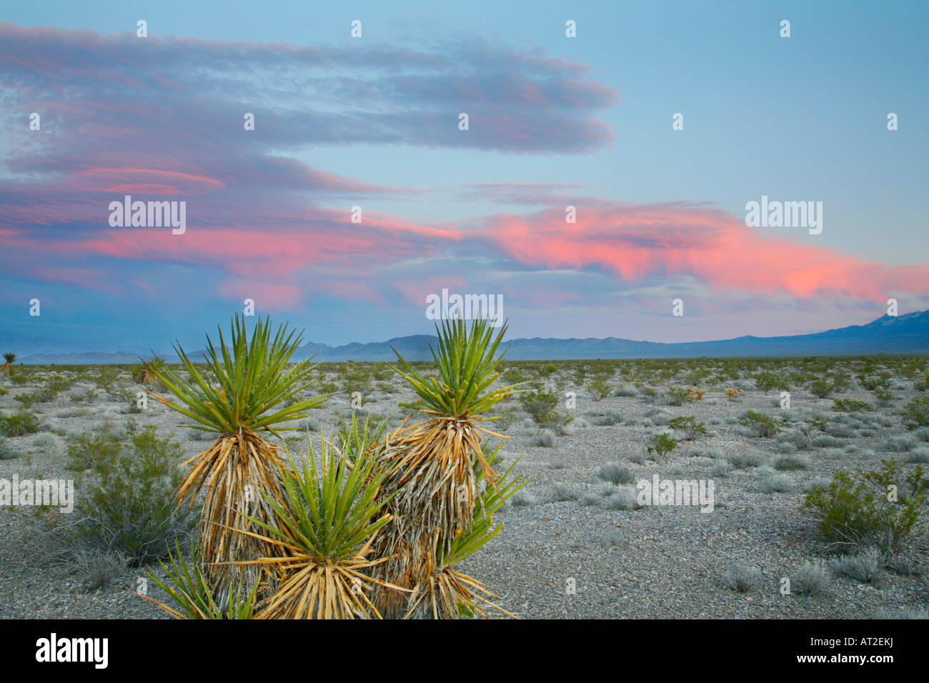 Yucca at sunset, Humbolt - Toiyabe National Forest, Nevada Stock Photo ...