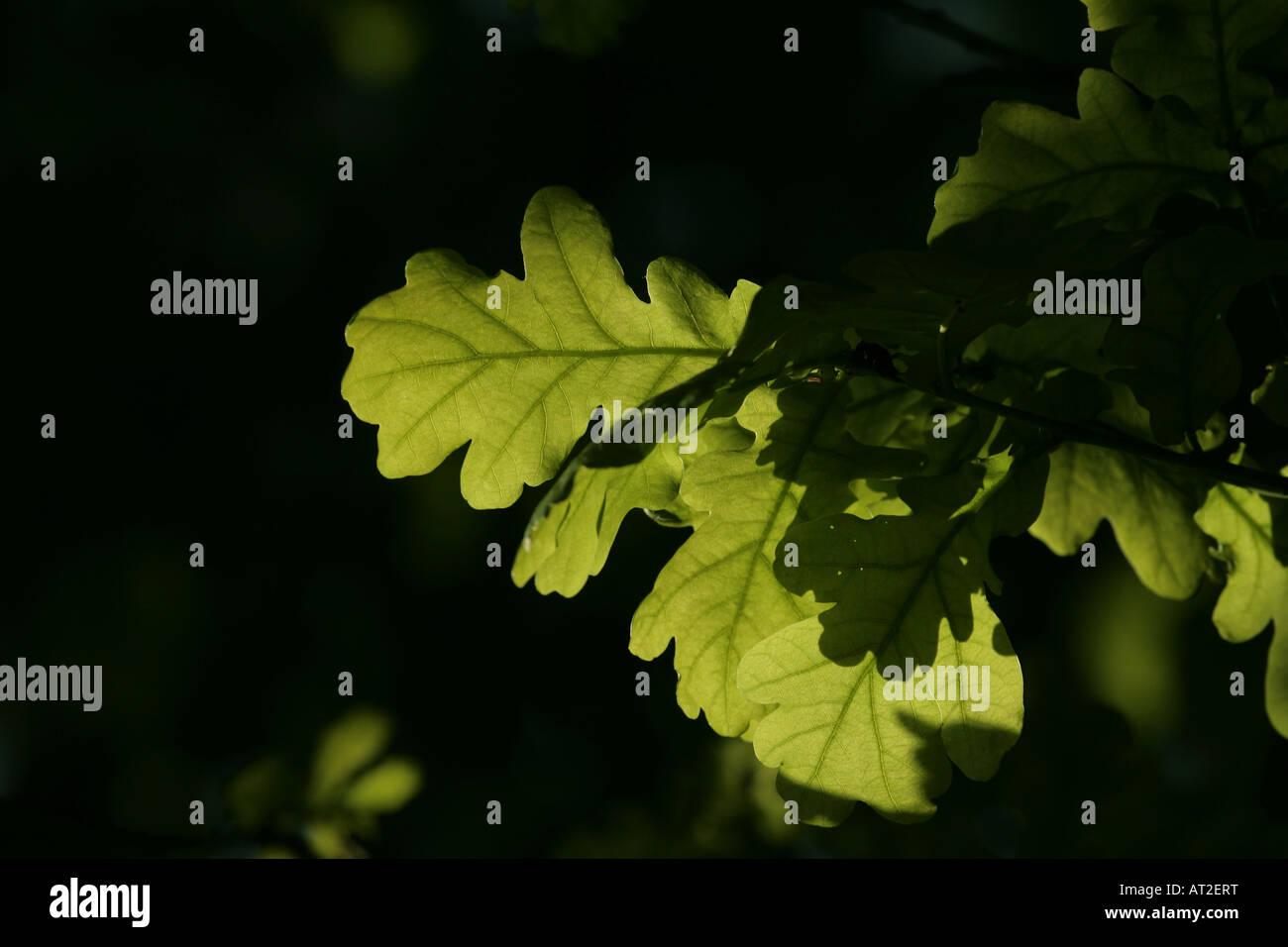 English Oak Quercus robur leaves Stock Photo - Alamy