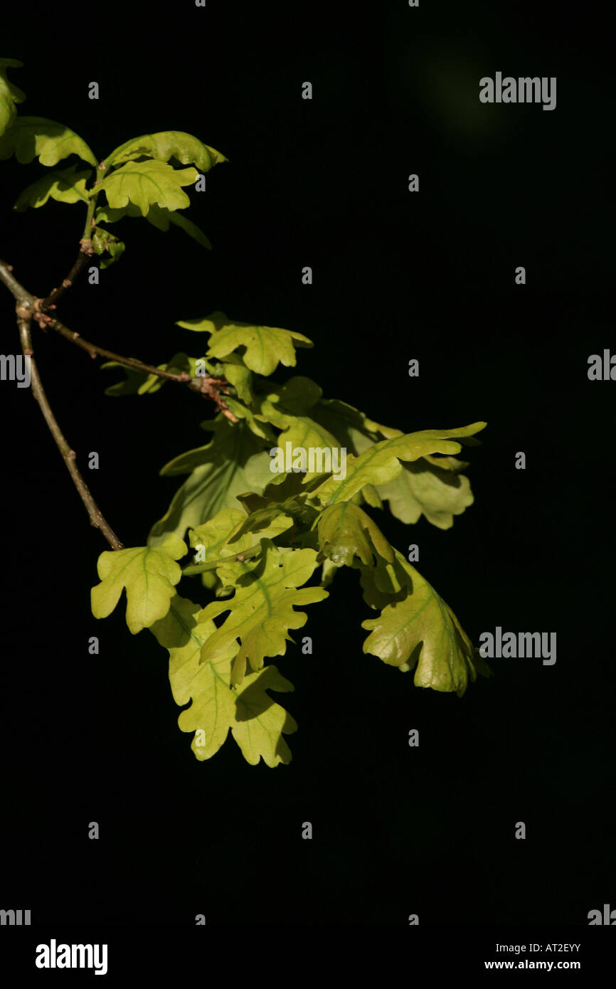 English oak quercus robur leaves hi-res stock photography and images ...