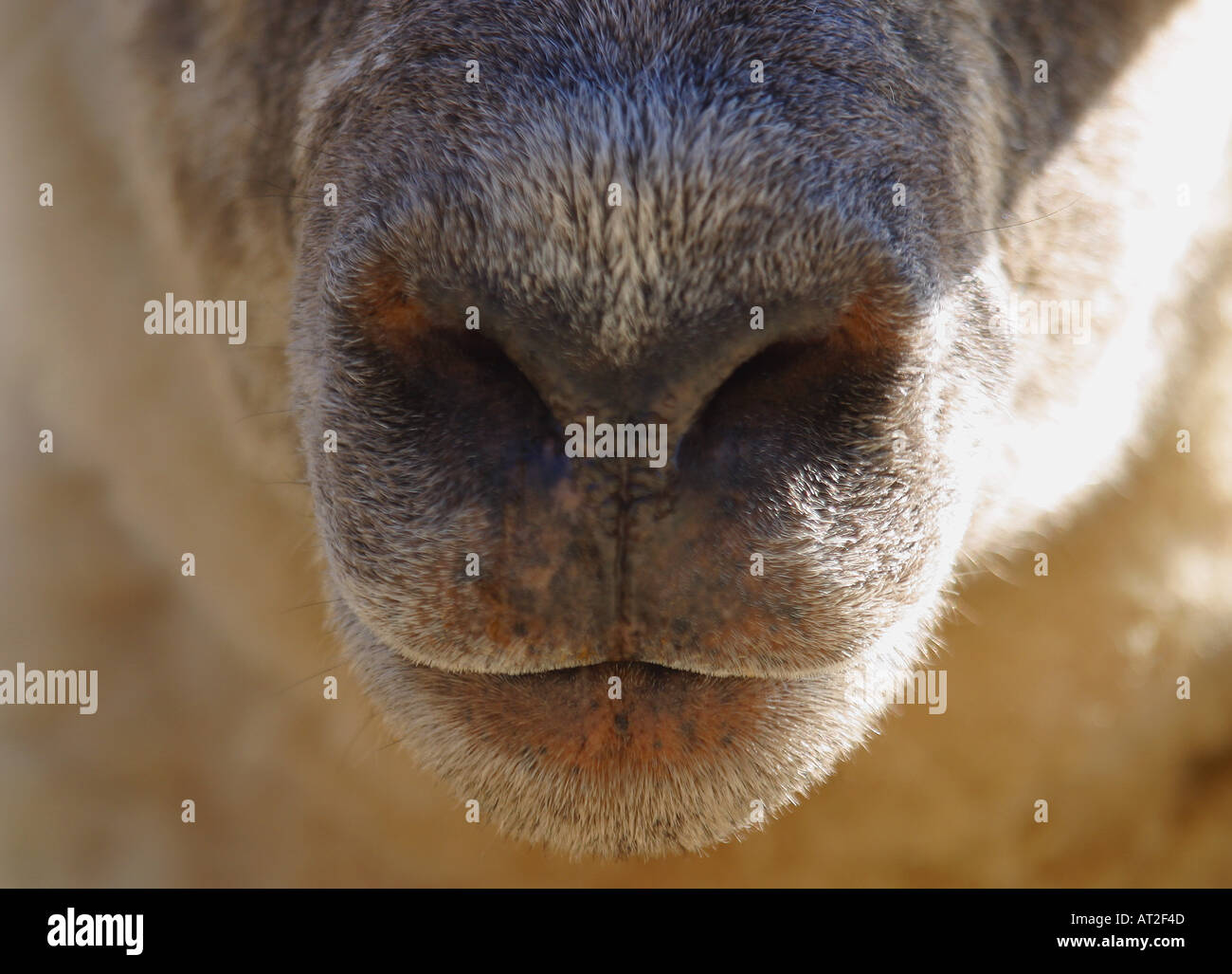Sheep nostrils hi-res stock photography and images - Alamy