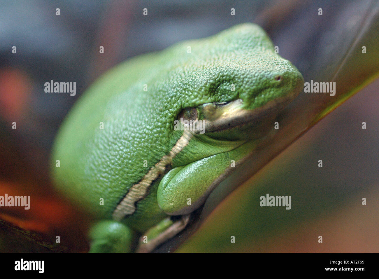 Slimy animals hi-res stock photography and images - Alamy