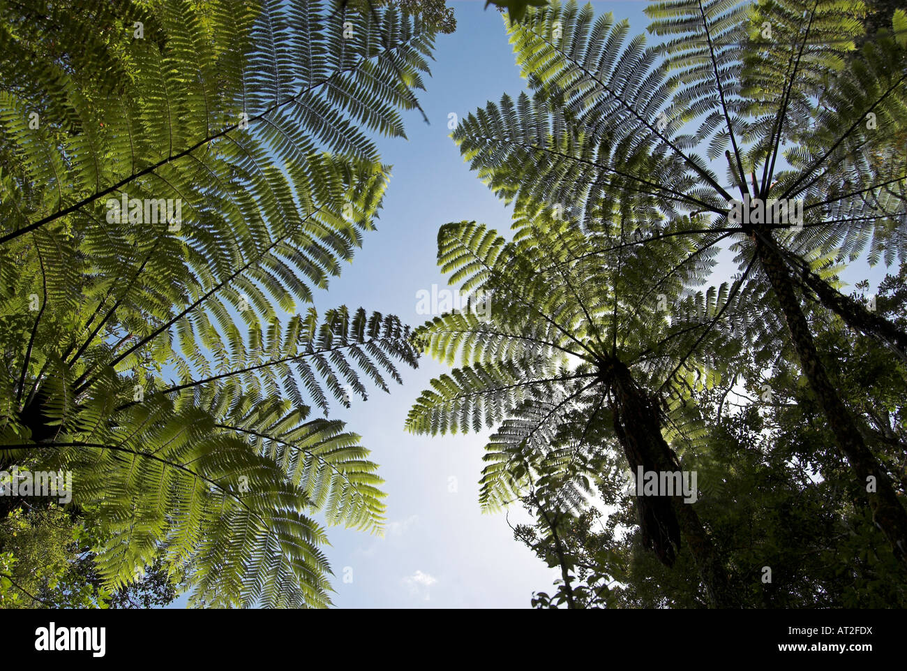 Giant tree fern canopy in the Waipoua Kauri Forest, New Zealand Stock ...