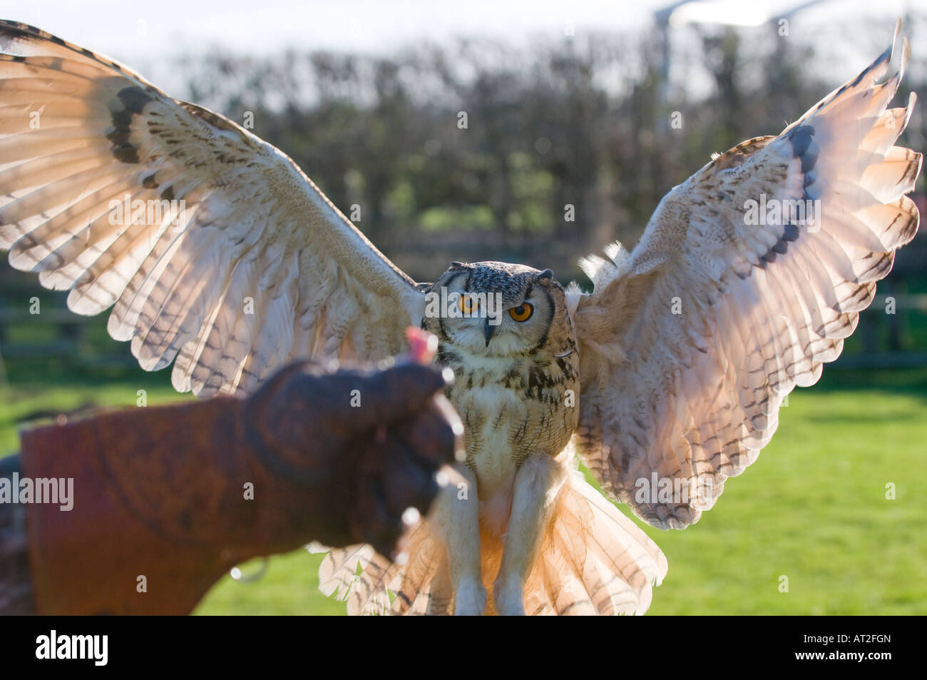 Flying Indian Eagle