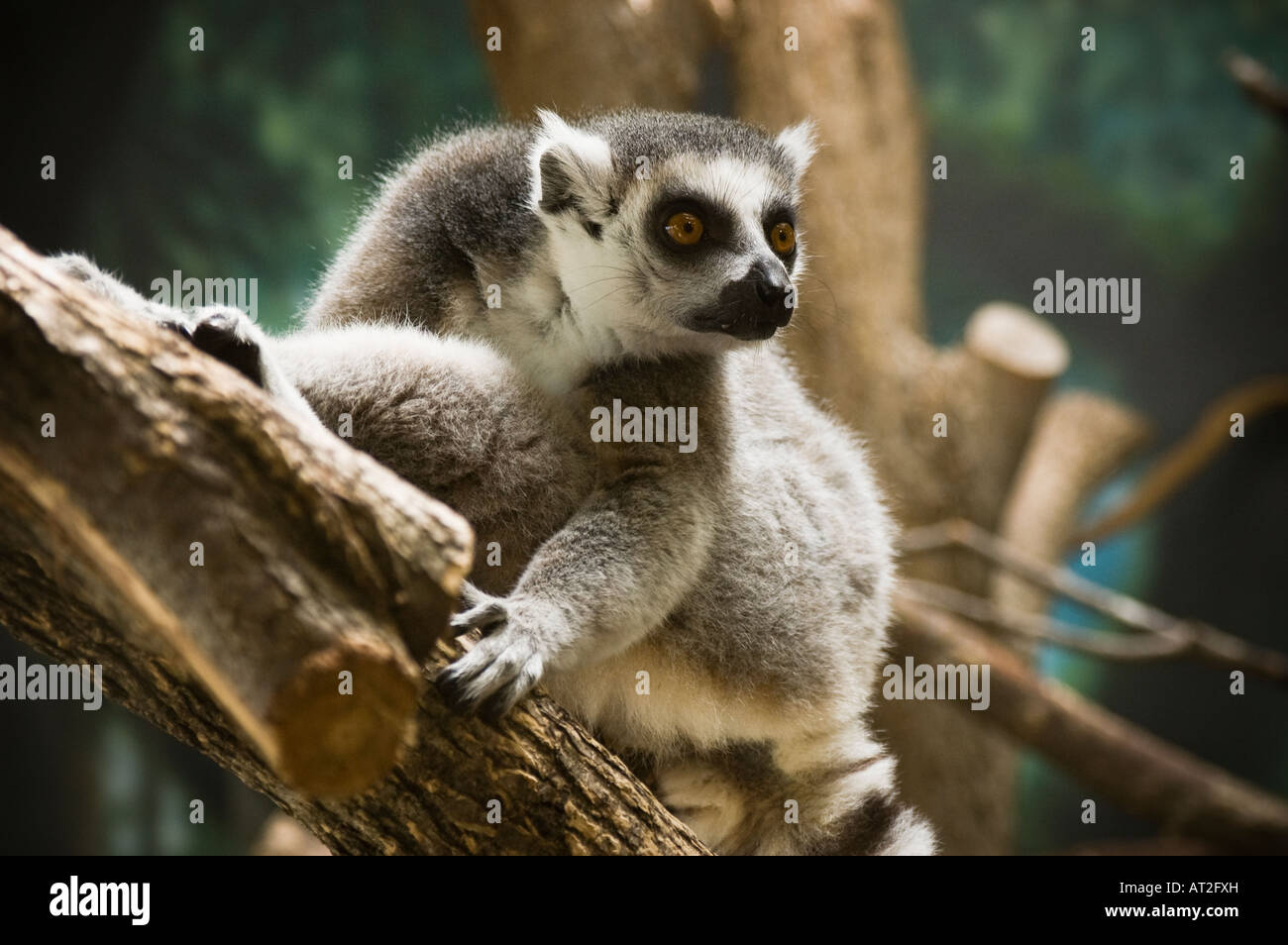 Lemur looking curious Stock Photo - Alamy