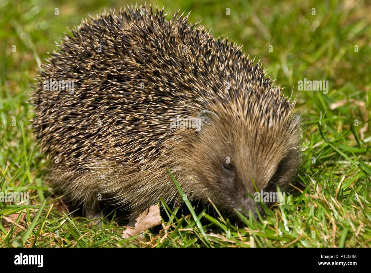 European Hedgehog Erinaceus europaeus Stock Photo - Alamy