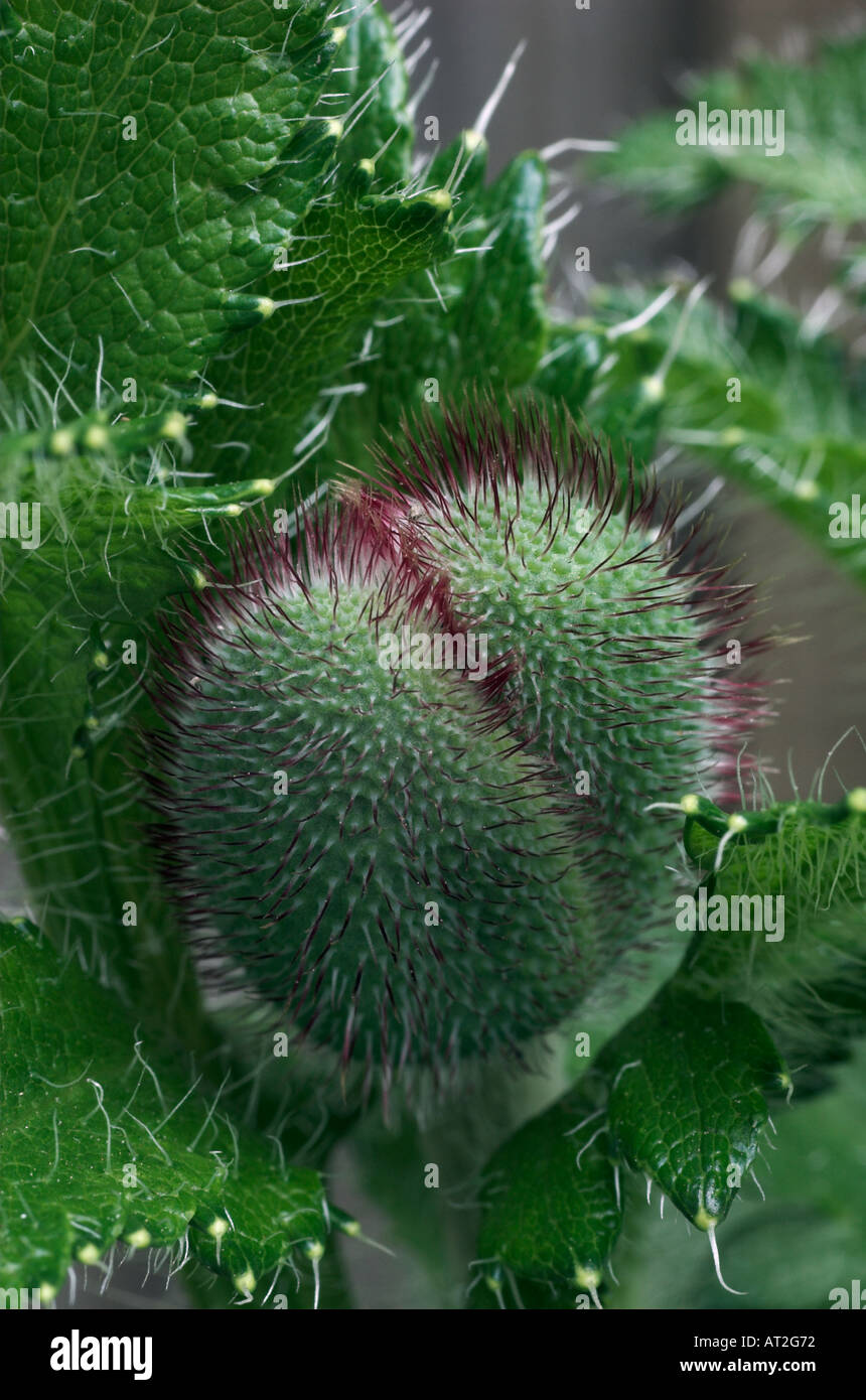 Unopened Poppy High Resolution Stock Photography and Images - Alamy