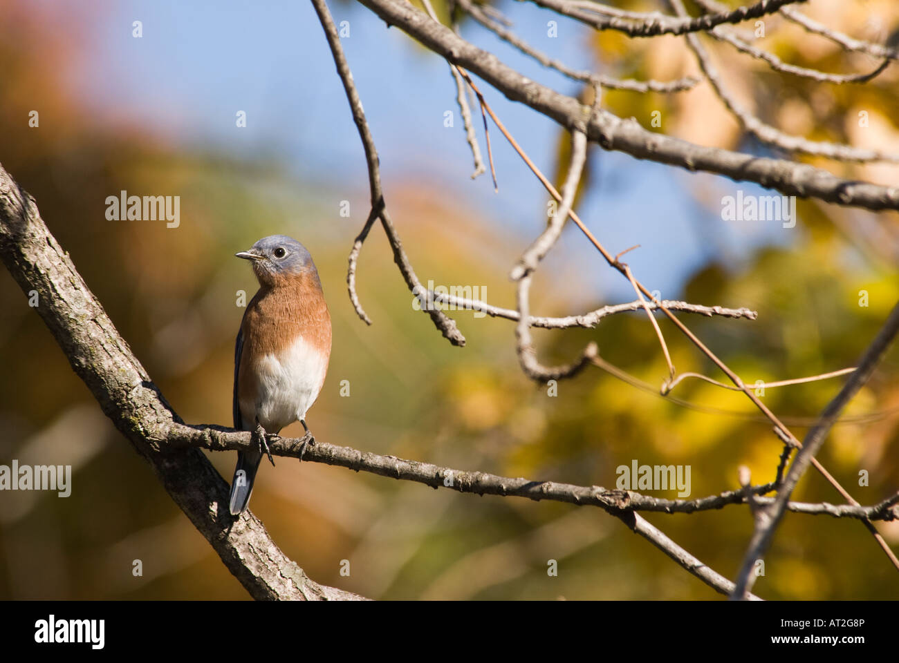 Colorful Eastern Blue bird Stock Photo - Alamy