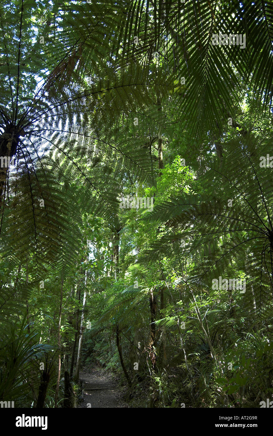 Giant tree ferns in the Waipoua Kauri Forest, New Zealand Stock Photo ...