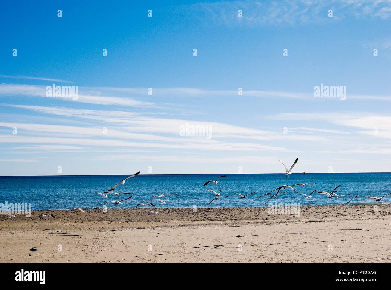 Seagulls on the beach Stock Photo - Alamy
