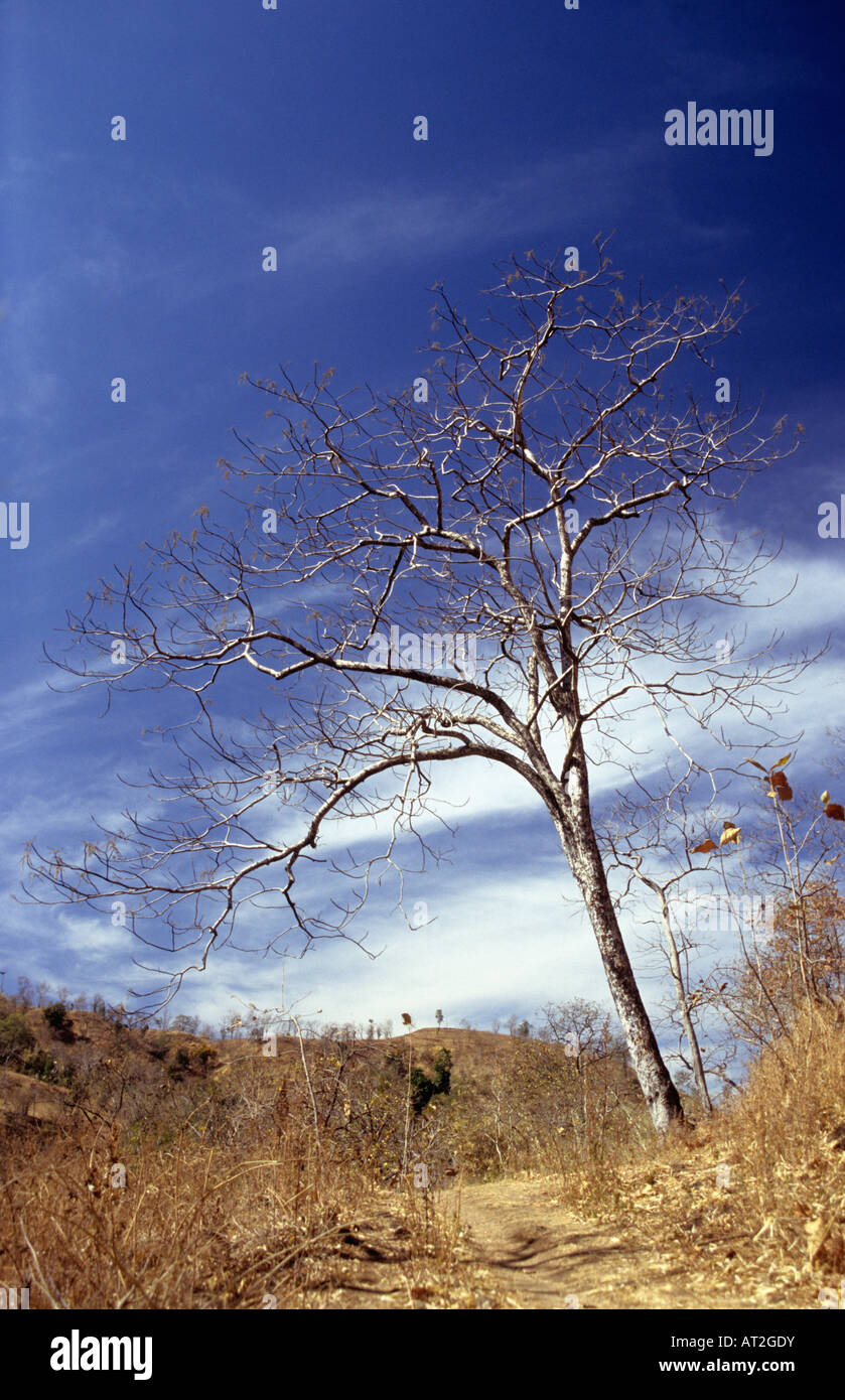 Dry Deciduous tree at Toranmal Maharashtra, India Stock Photo - Alamy