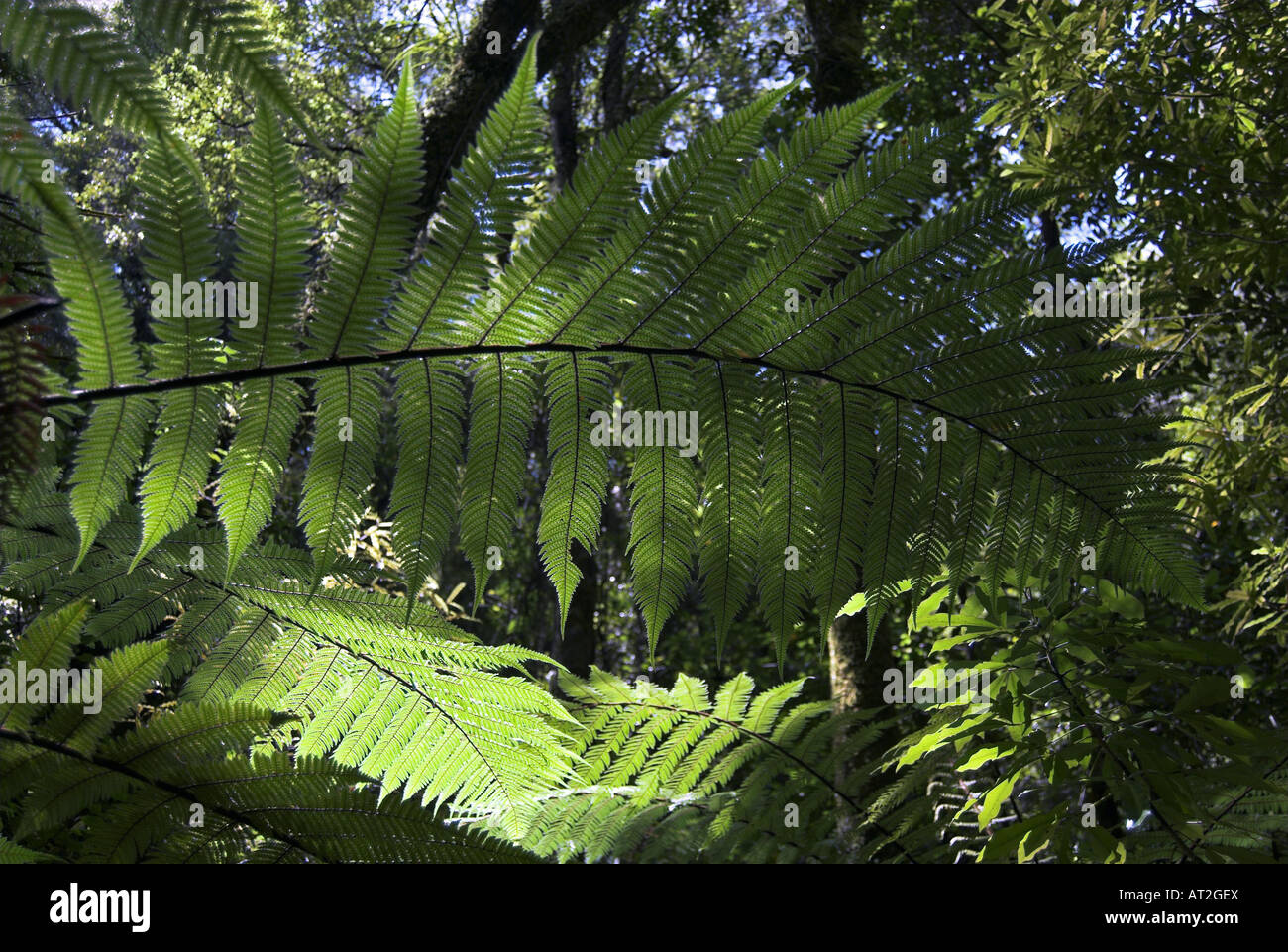 Kauri Forest Stock Photos & Kauri Forest Stock Images - Alamy