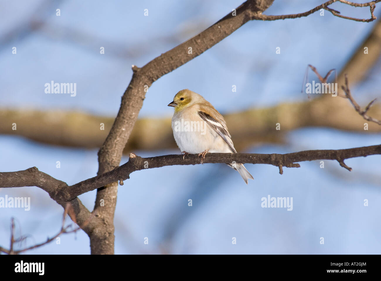 American Gold finch Stock Photo - Alamy