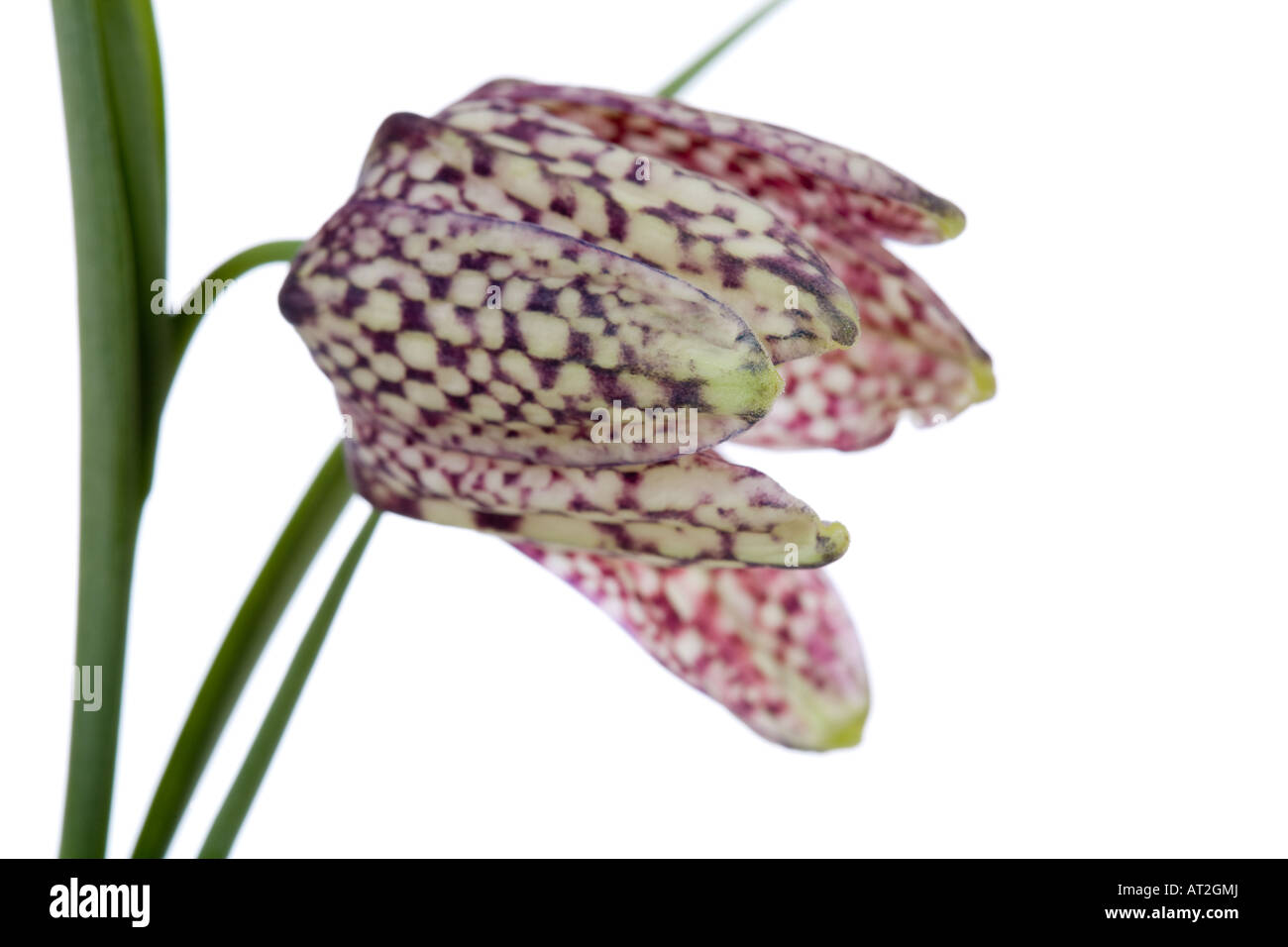 Guinea Hen Flower in closeup Stock Photo - Alamy