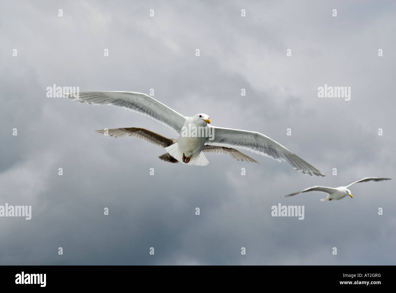 Seagulls in Fight Stock Photo - Alamy