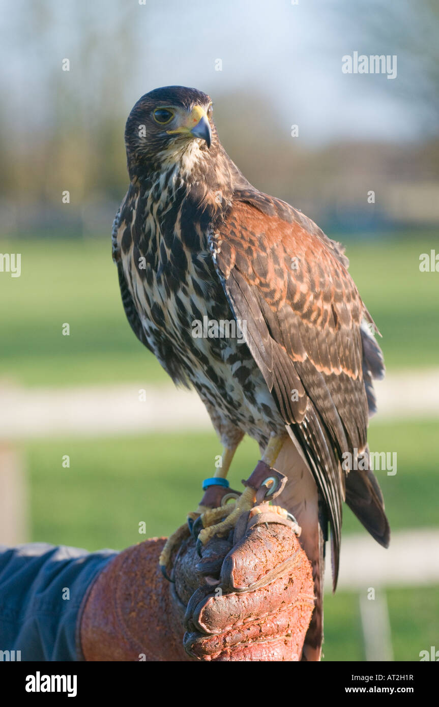Harris Hawk parabuteo unicinctus sitting on falconry gauntlet Stock ...