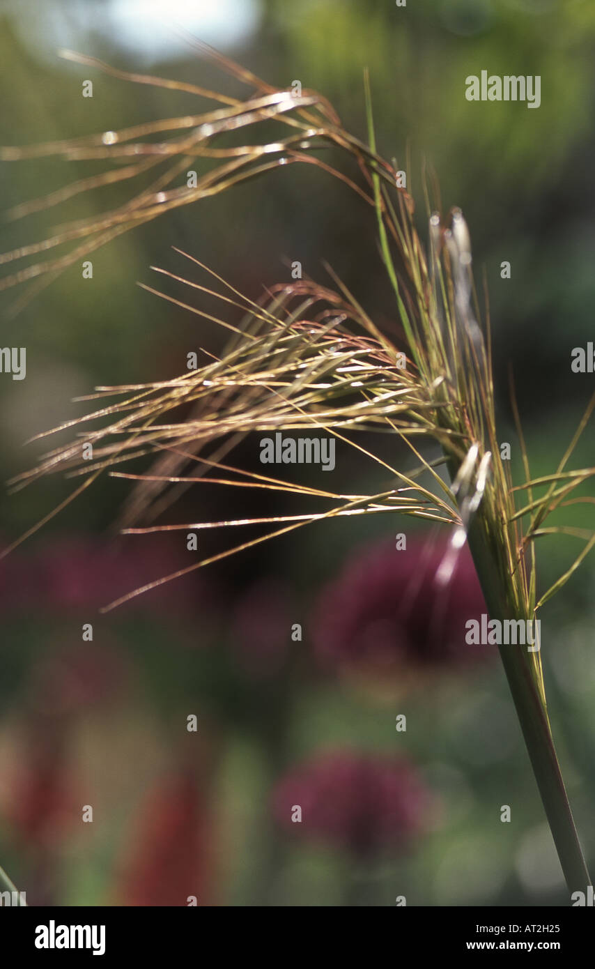 Stipa gigantea seed hi-res stock photography and images - Alamy
