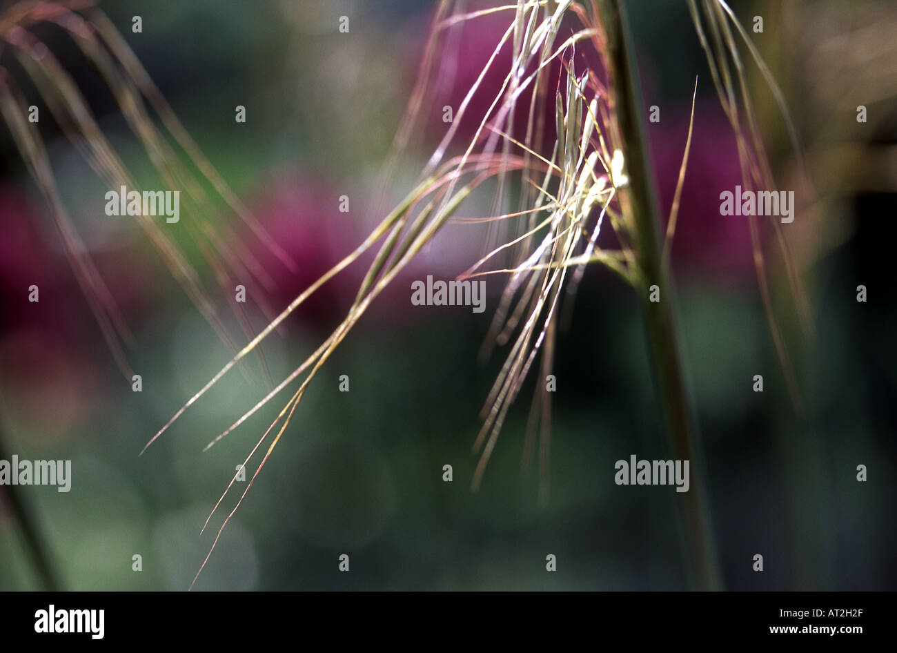 Stipa gigantea seed hi-res stock photography and images - Alamy
