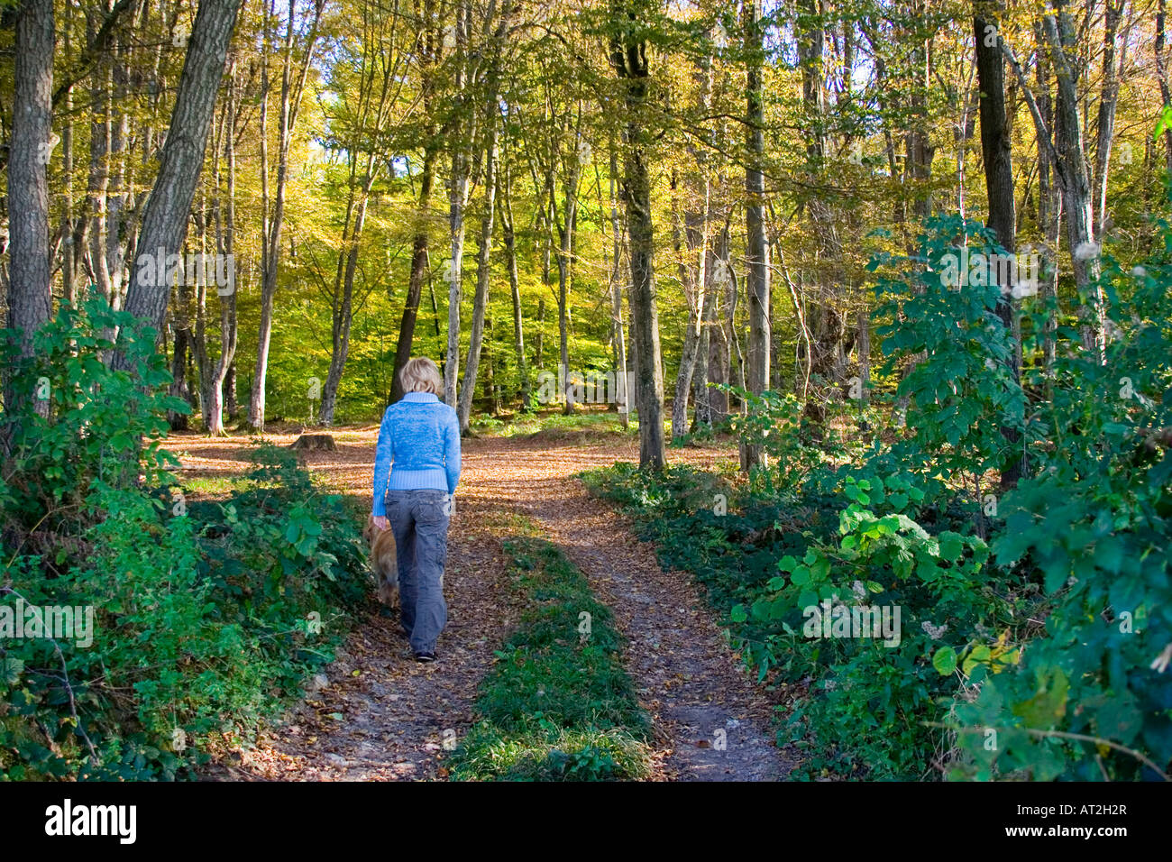 Dog walk woods autumn hi-res stock photography and images - Alamy